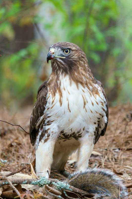 Red-tailed Hawk Sighting - AndrewKnight.com
