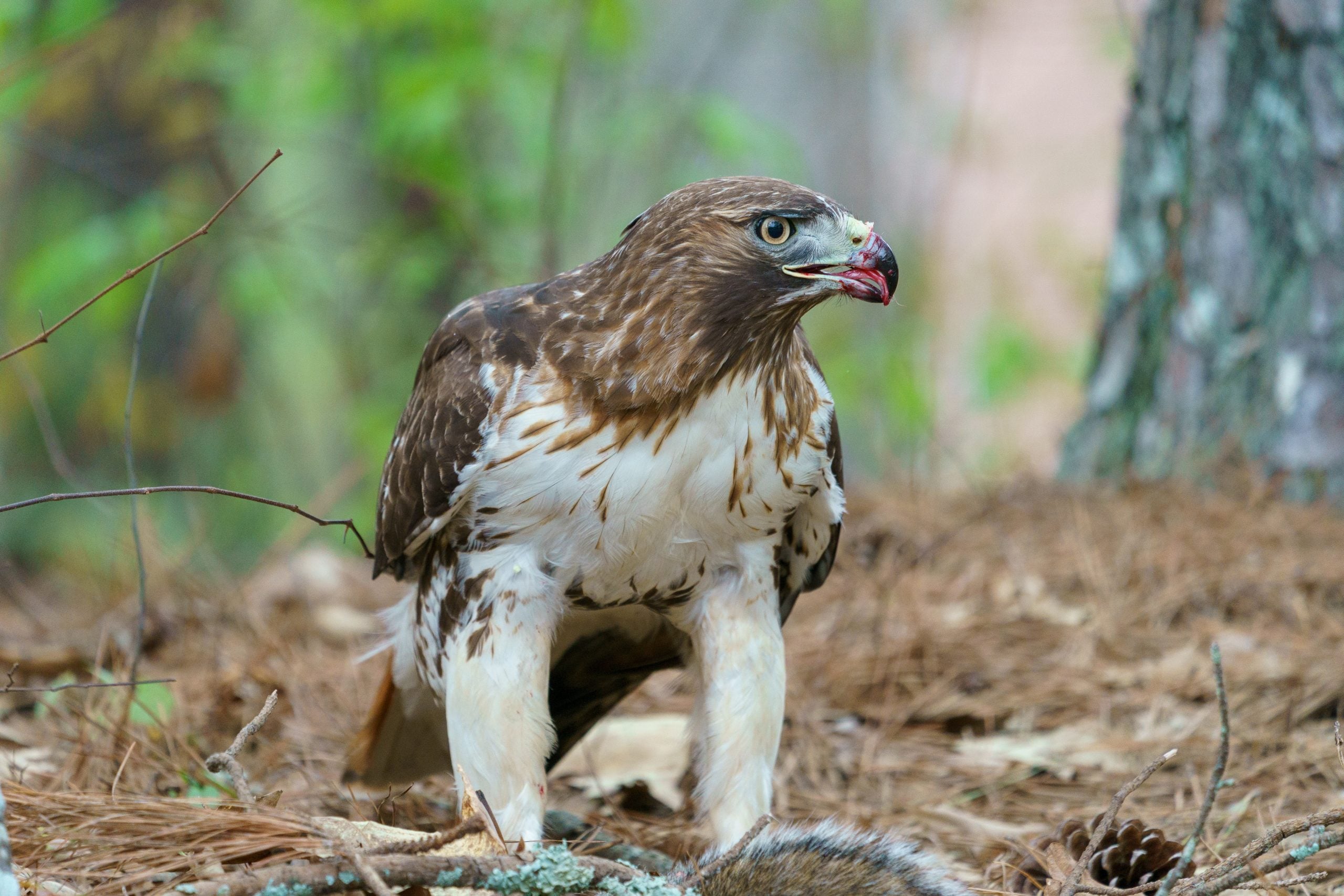 Red-tailed Hawk Sighting - AndrewKnight.com