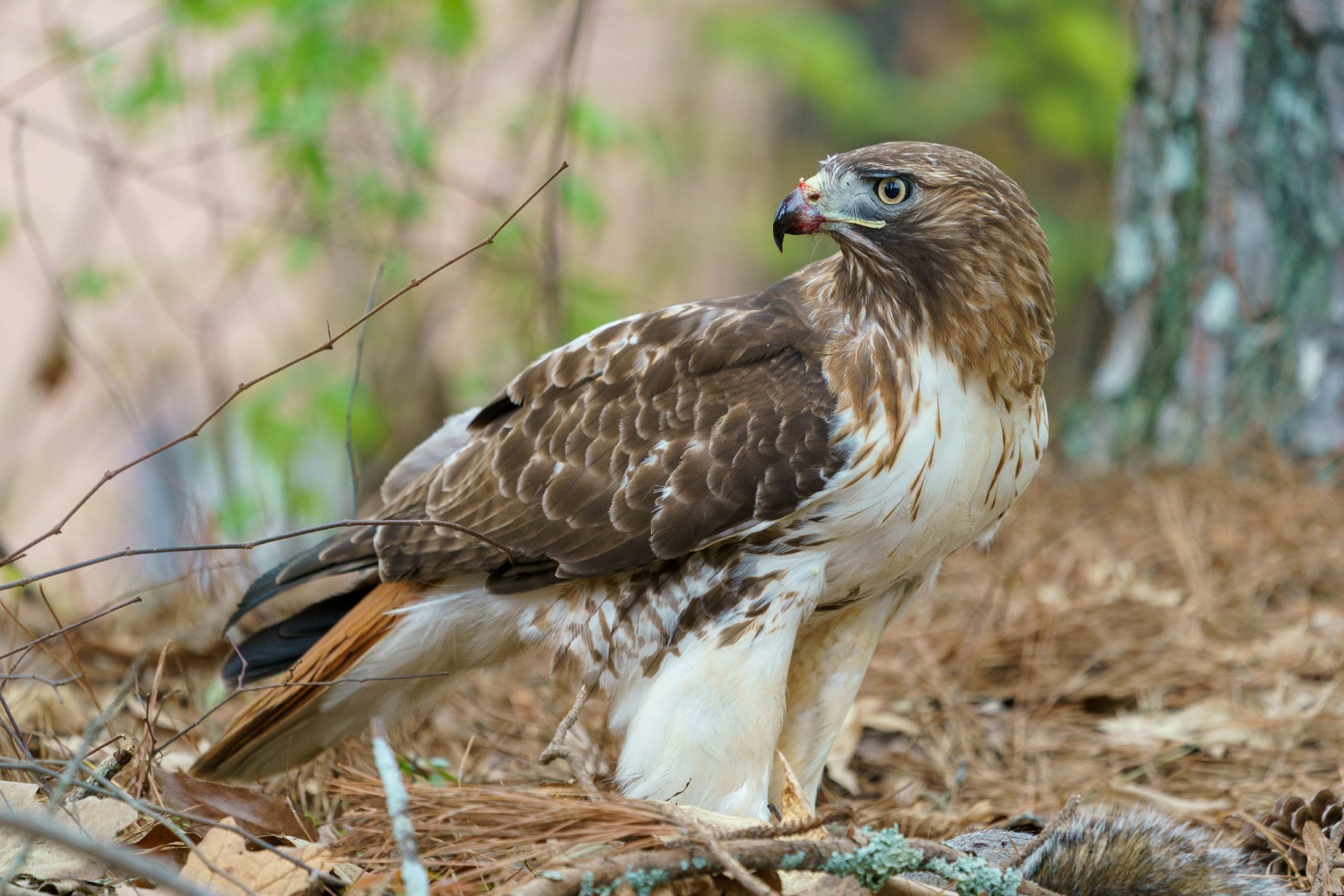 Red-tailed Hawk Sighting - AndrewKnight.com